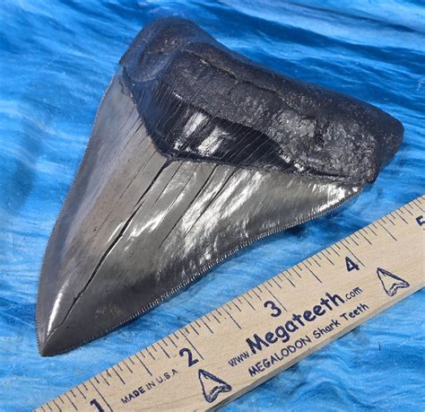 Massive Museum Quality Megalodon Shark Tooth · L1 490 L2 485