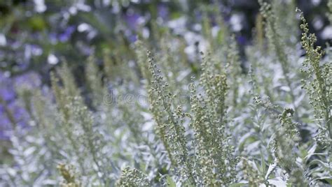 Artemisia Ludoviciana Silver Queen Is A Flowering Plant With Silver