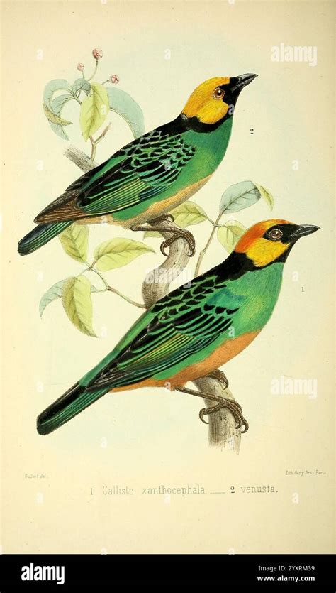A Monograph Of The Birds Forming The Tanagrine Genus Calliste London