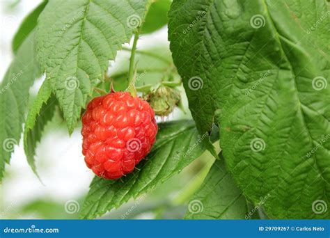 Growing Raspberry In Hydroponic Plantation Royalty Free Stock Photography Image 29709267