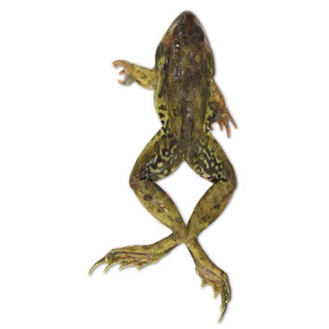 Grass Frog Specimen 35 To 4 Inch Plain