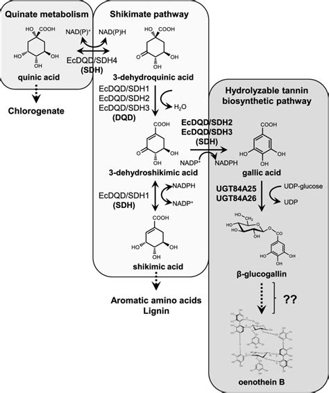 Overview Of Hydrolyzable Tannin Ht Shikimate And Quinate