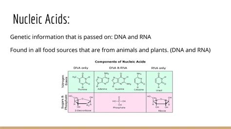 Ppt Digestion Of Nucleic Acids Powerpoint Presentation Free Download