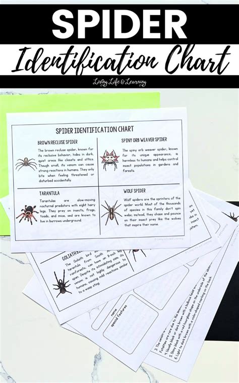 Spider Identification Chart