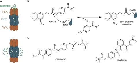 A Structure Of The Proteolytic Clpxp Complex Consisting Of