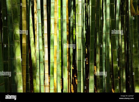 Bamboo Tree Trunks Hi Res Stock Photography And Images Alamy