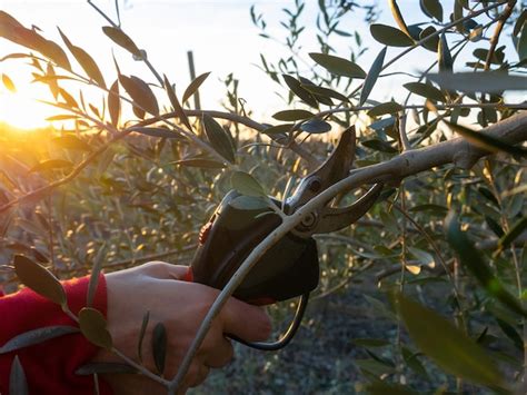 93000 Pruning Olive Tree Pictures