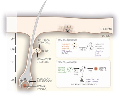 Overview Of Melanocyte Stem Cell Quiescence And Activation Schematic