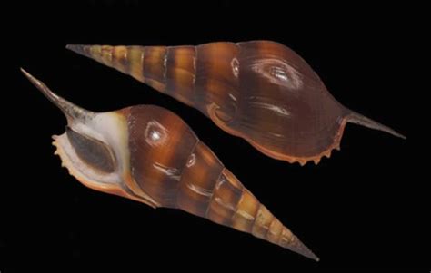 Tibia Curta Natural Sea Shell { 160 24 Mm } Sea Shells From India