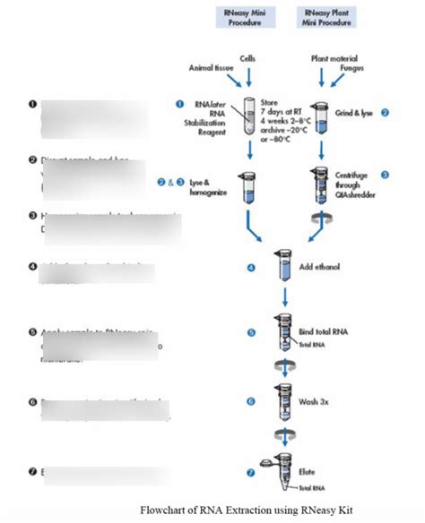 Rna Isolation Diagram Quizlet