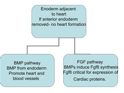 Mesoderm Ppt