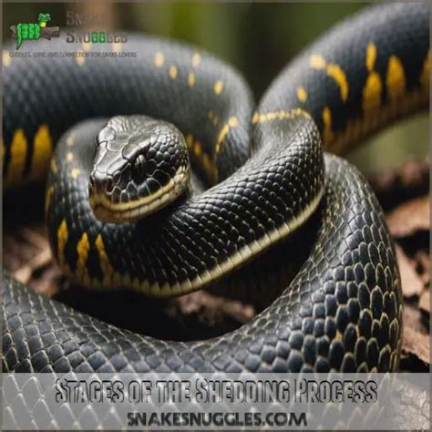 Snake Skin Shedding Process Explained What You Need To Know