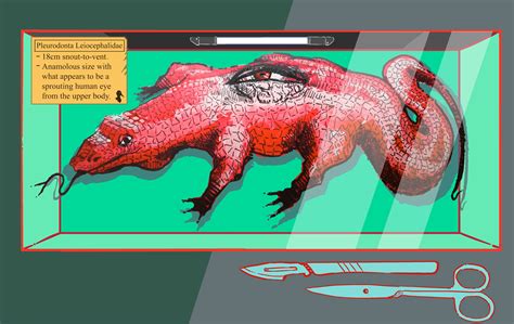 Lizard Dissection By Yourarmlessfella On Newgrounds