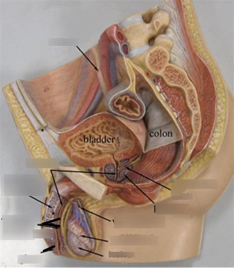 Male Reproductive System Diagram 2 Practice Model Diagram Quizlet Male Reproductive System Diagram 2 Practice Model Diagram Quizlet