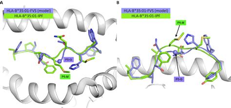 Figure Supplement 1 Structural Overlay Of Hla B3501 Ipf Structure