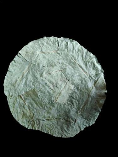 Sal Leaf Size 16 At ₹ 70piece In Berhampur Id 26433586662