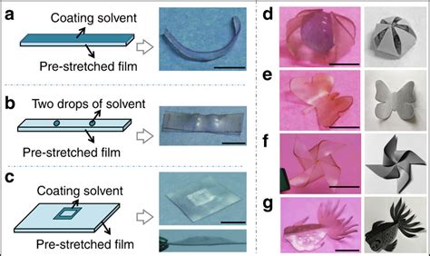 Solvent Induced Shape Programming A Bending A Polymer Film By
