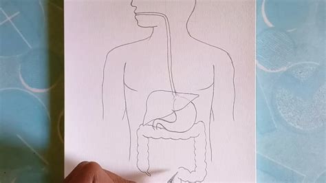 Human Digestive System Diagram How To Draw Human Digestive System Step By Step YouTube