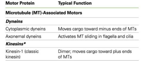 Cellular Movement Motility And Contractility Flashcards Quizlet