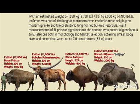 Bison Vs Buffaloes Size Comparison Youtube