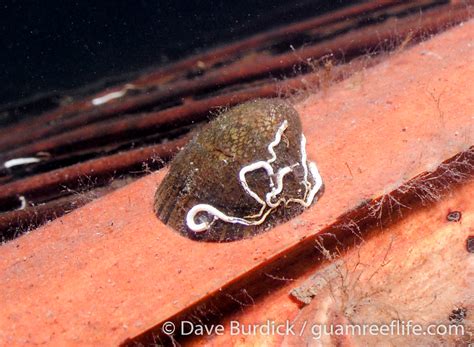 Freshwater Gastropods Guamreeflife