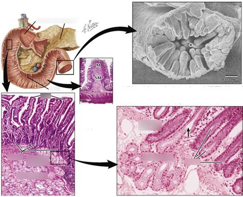 Duodenum Diagram Quizlet