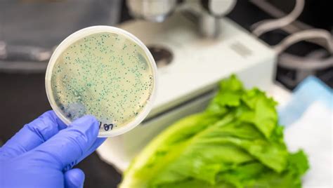 E Coli Outbreak Declared Over Without Name Of Lettuce Supplier Being