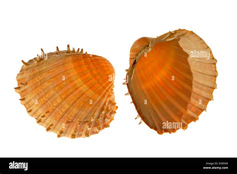 Prickly Cockle Acanthocardia Echinata Shells On White Background