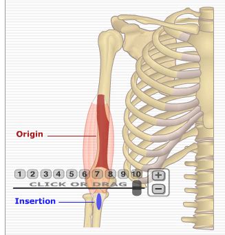 Arm Muscles Origin And Insertion Flashcards Quizlet