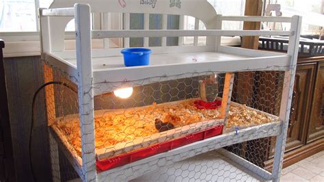 Brooder For Chickens With Food And Blue Cup