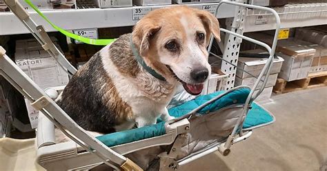 Doggo Stroller Is A Success Album On Imgur