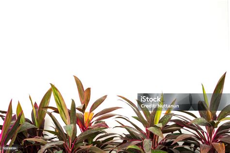 Dinding Daun Hijau Di Bacground Putih Foto Stok Unduh Gambar Sekarang