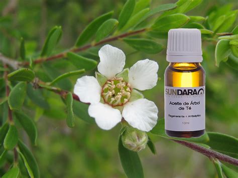 Los 5 Tips Del Aceite Esencial De Árbol De TÉ De La Naturaleza A Tu