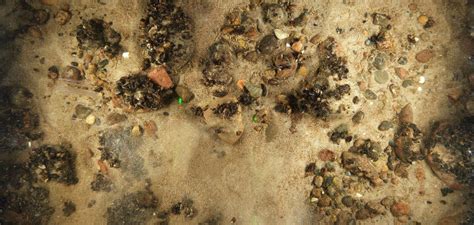 Environmental Baseline Survey Services Ocean Ecology