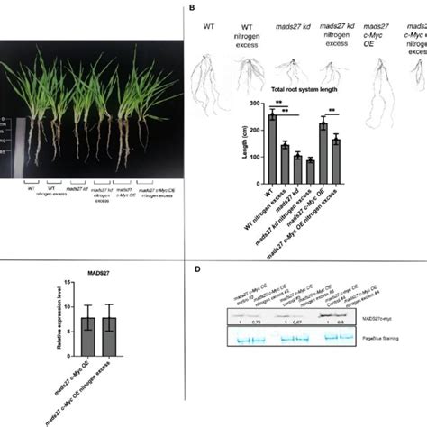 Hvmads27 Regulates Barley Root Architecture And Excess N Response A Download Scientific