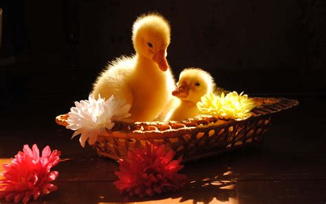 100 Cute Duck Wallpapers