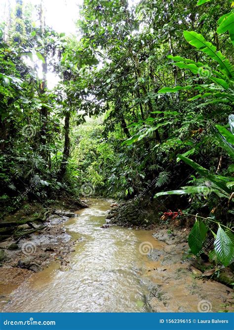 River Deep In The Amazon Rainforest Ecuador Stock Image Image Of