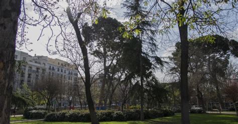 Plantar Más árboles En Las Ciudades Podría Reducir Las Muertes