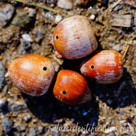 What Makes Holes In Acorns Pictures And Descriptions Nature