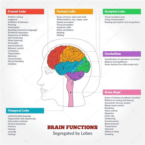 Human Brain Anatomy And Functions Stock Illustration By ©sunshine Art 91288092