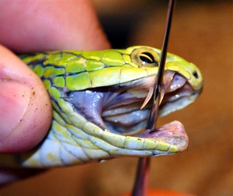 خدعة كسر أنياب أو أسنان الأفاعي والثعابين أو خياطة فم الأفاعي و الثعبان لا ينفعلماذا؟