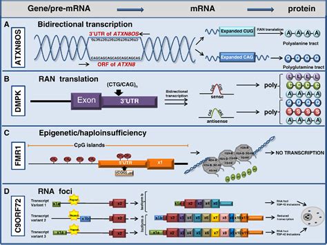 Figure 1 From Rna Mediated Toxicity In Neurodegenerative Disease Semantic Scholar Figure 1 From Rna Mediated Toxicity In Neurodegenerative Disease Semantic Scholar