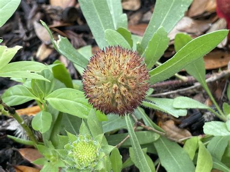 Please Help Id Red Flowering Plant Us 9b Rgardening