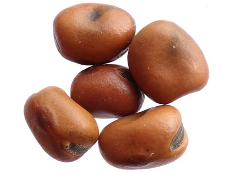 Féverole D‘hiver Diva 100 Grammes Vicia Faba L Bean Engrais Vert Sem27 Amazon Fr