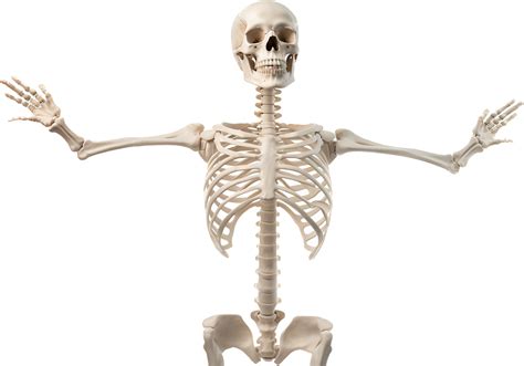 skeleton png with ai generated 26773798 png