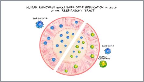 Rhinovirus Structure