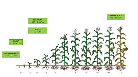 [ Ua]Кукурудза[ Ru]Кукуруза[ En]corn[ ] Ua