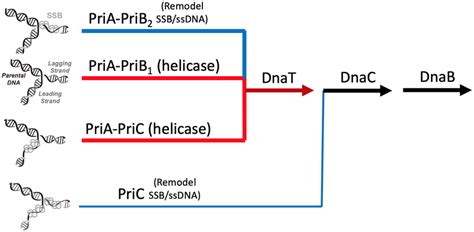 A New Multiple Pathways Model For Replication Restart This Model Is A