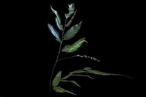 Anemia Mexicana Klotzsch Plants Of The World Online Kew Science