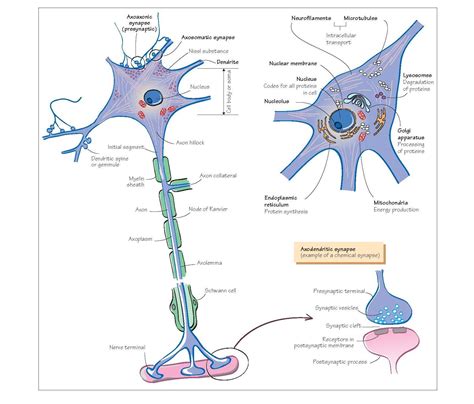 Cells Of The Nervous System I Neurones Artofit